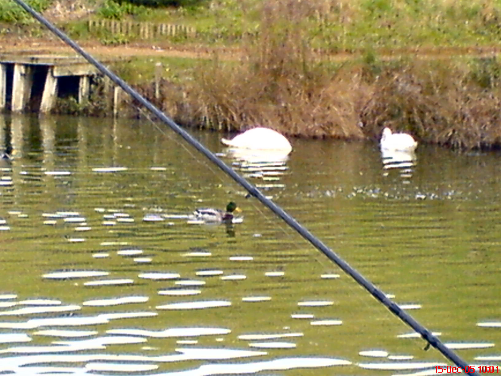 LAdyGrove Lakes