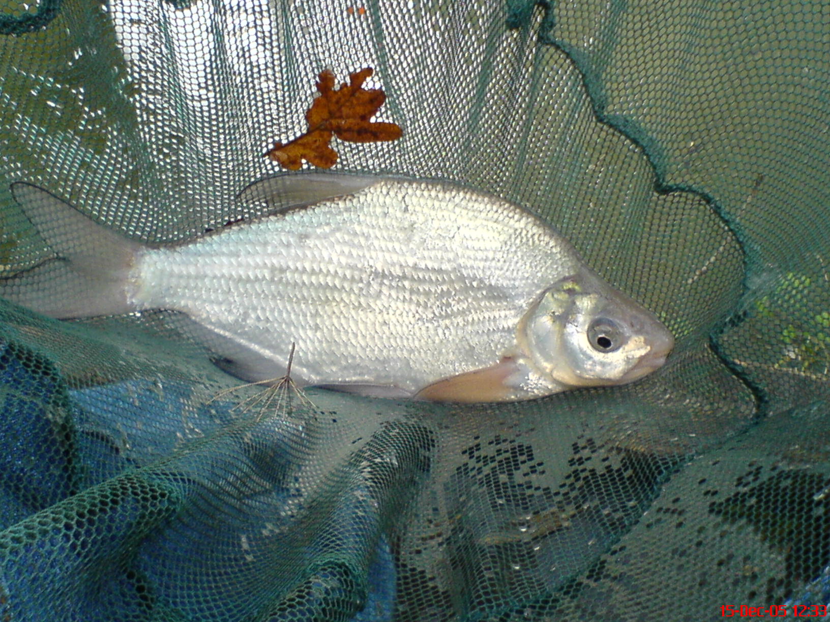 LAdyGrove Lakes